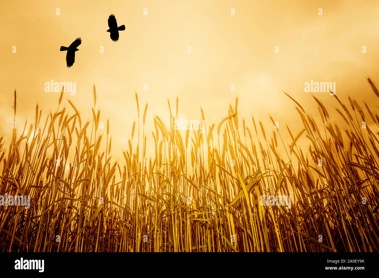 Wheat field with crows hi-res stock photography and images - Alamy