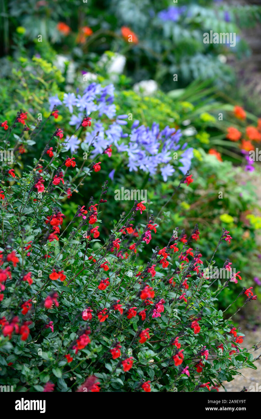 Salvia greggii Royal Bumble,salvias,sage,sages,scarlet,red,Delphinium ...