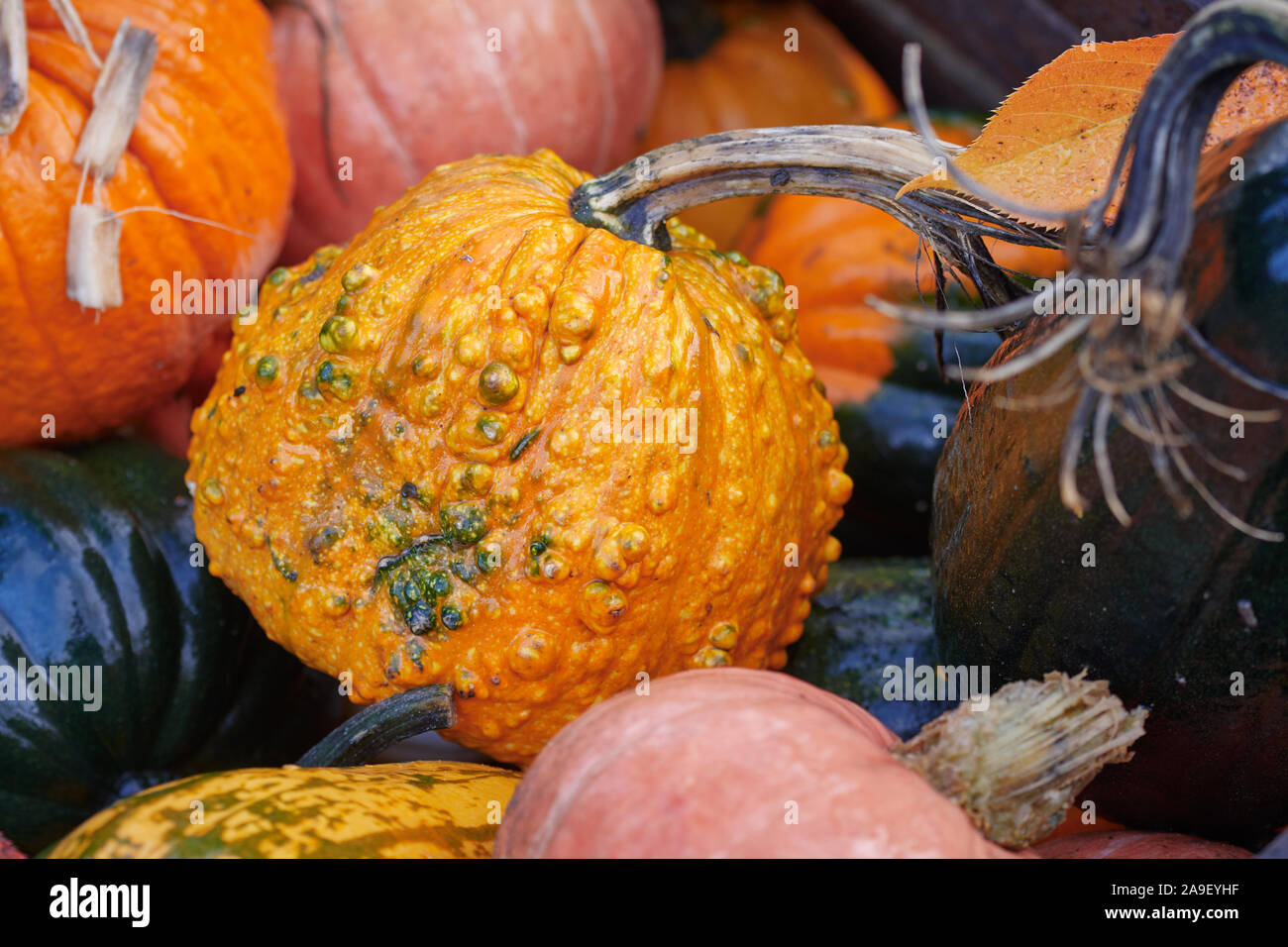Different Varieties Of Squash High Resolution Stock Photography and ...
