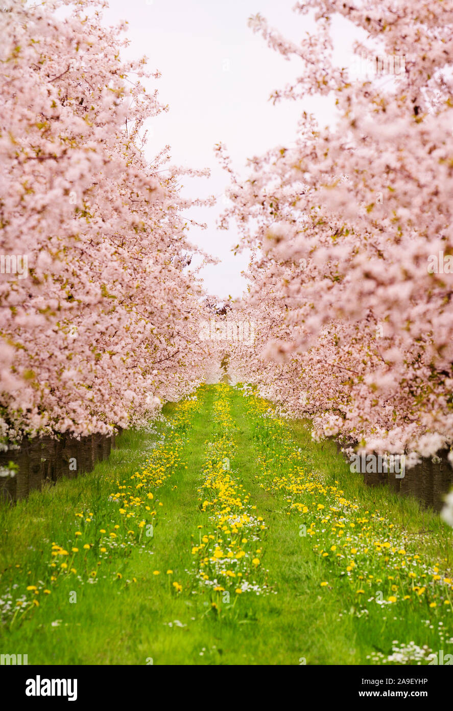 Flourishing and blossoming hi-res stock photography and images - Alamy