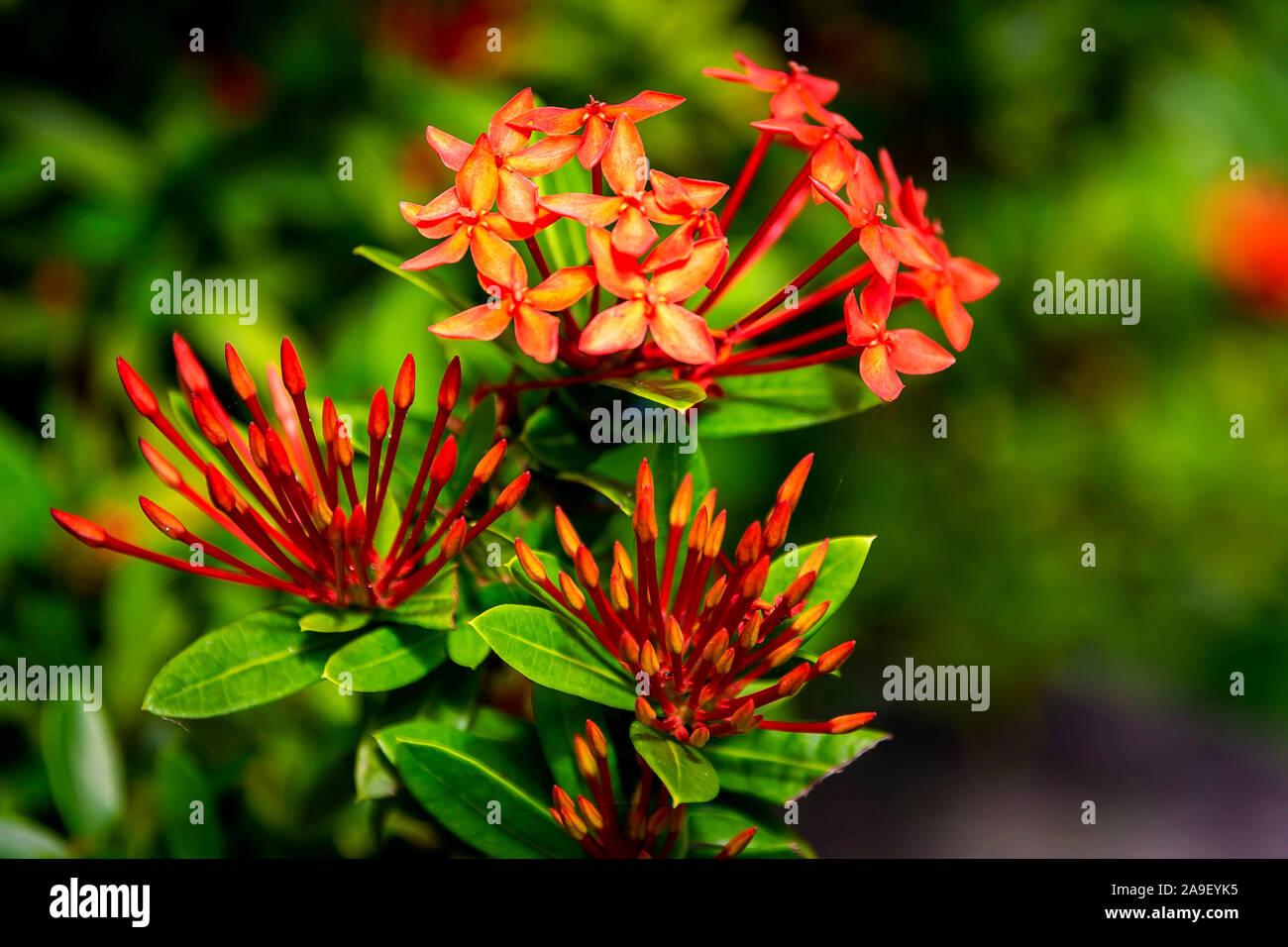 Wonderful flowers in barbados hi-res stock photography and images - Alamy