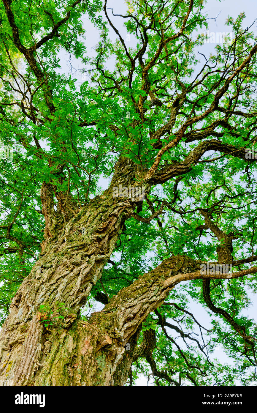 Ancient ash tree hi-res stock photography and images - Alamy