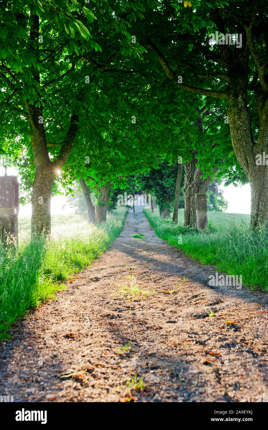 Tree trees lined pathway hi-res stock photography and images - Alamy