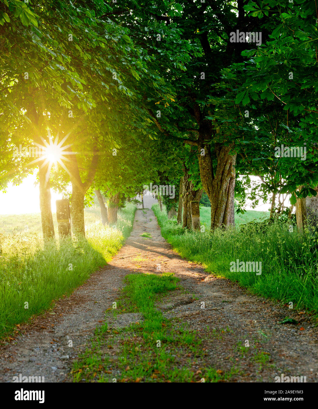 Lightened pathway hi-res stock photography and images - Alamy