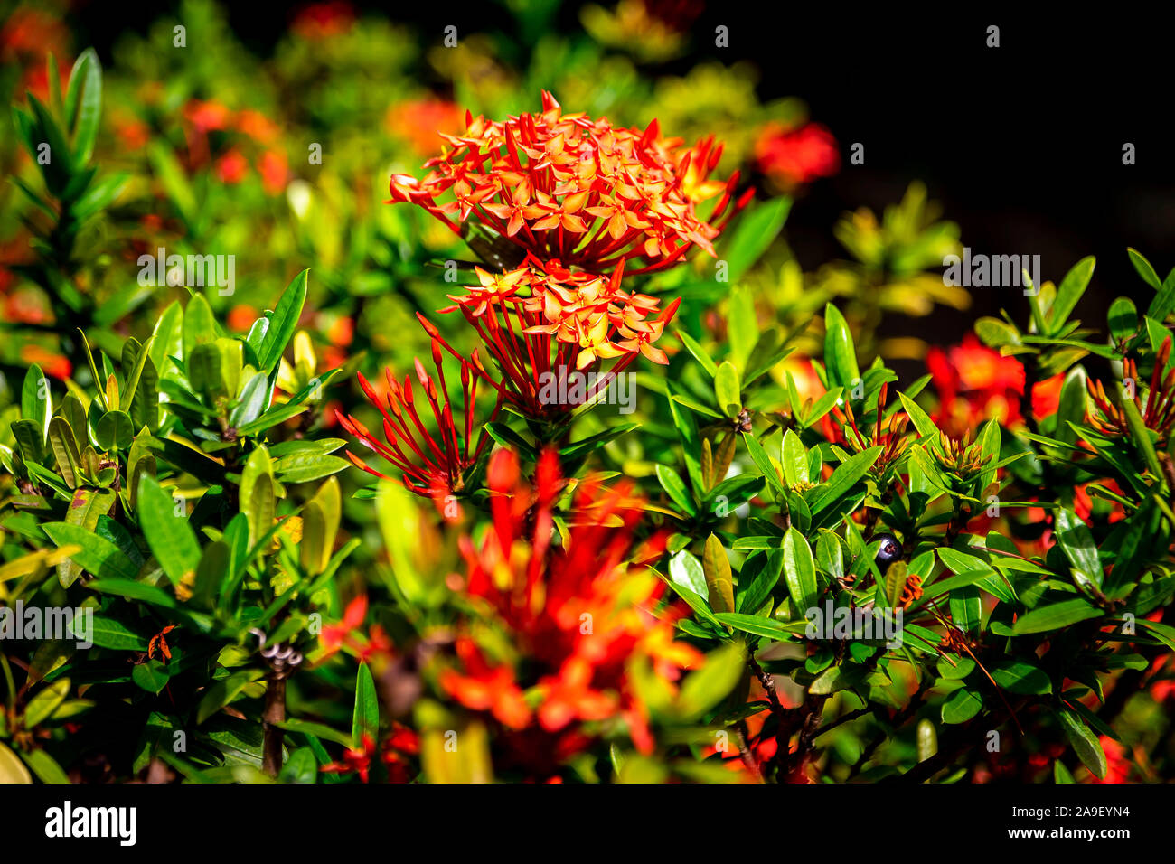 Wonderful flowers in barbados hi-res stock photography and images - Alamy