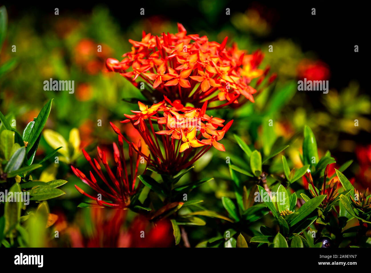 Wonderful flowers in barbados hi-res stock photography and images - Alamy