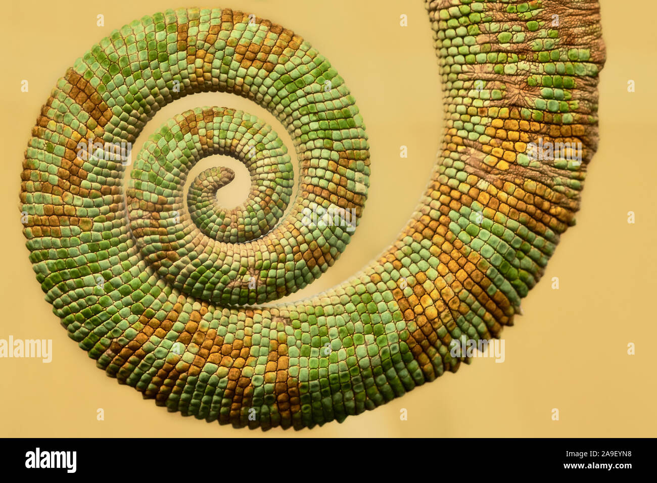 Animal skin close up hi-res stock photography and images - Alamy