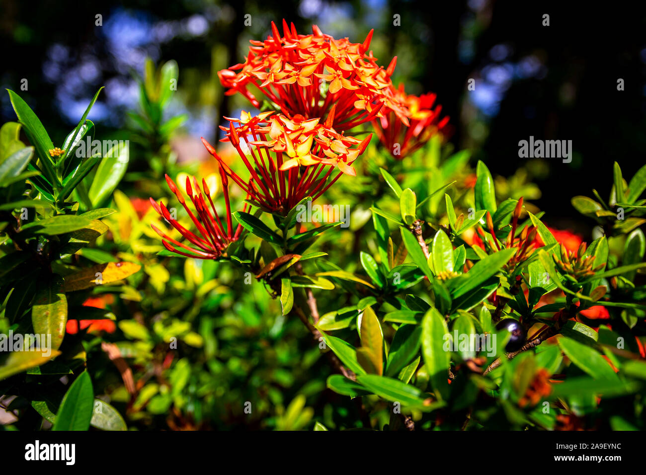 Wonderful flowers in barbados hi-res stock photography and images - Alamy