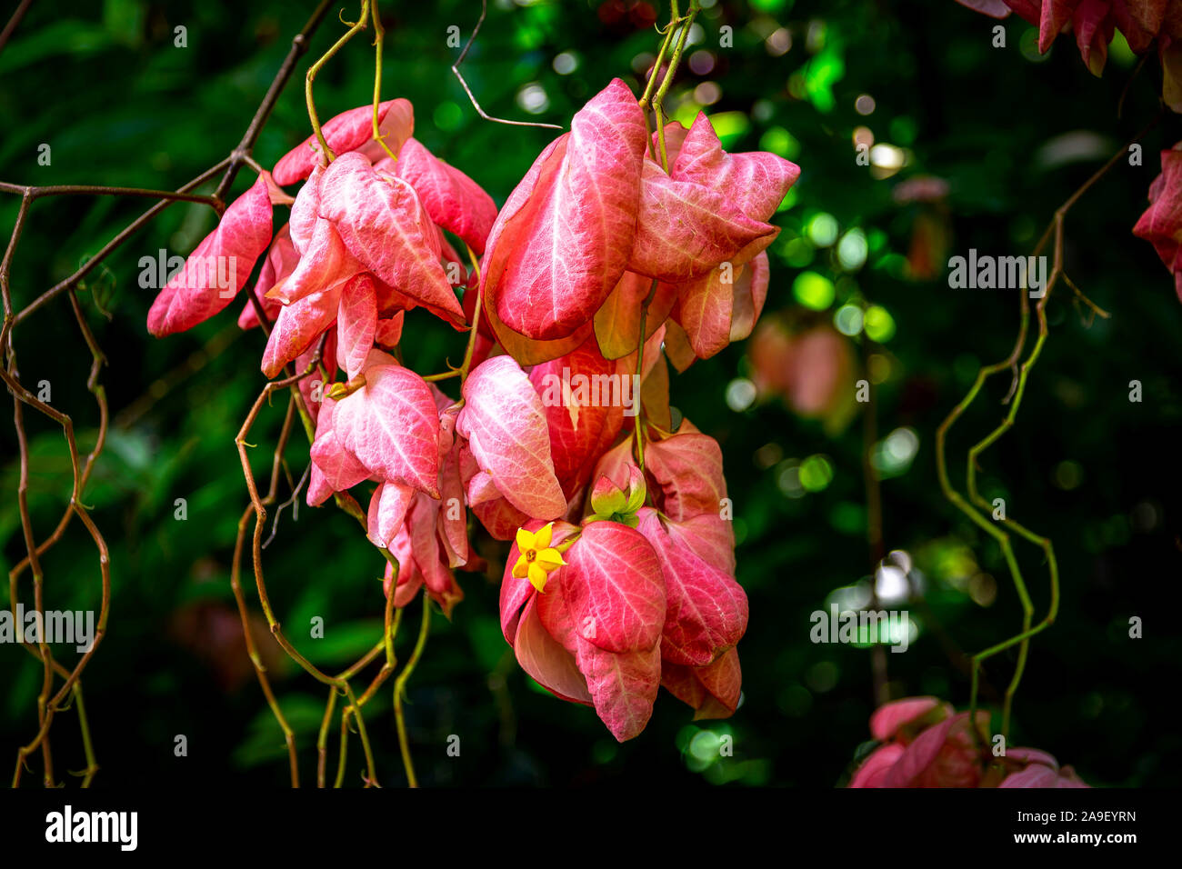 Wonderful flowers in barbados hi-res stock photography and images - Alamy