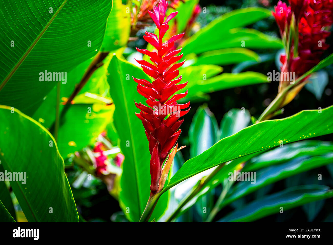 Wonderful flowers in barbados hi-res stock photography and images - Alamy