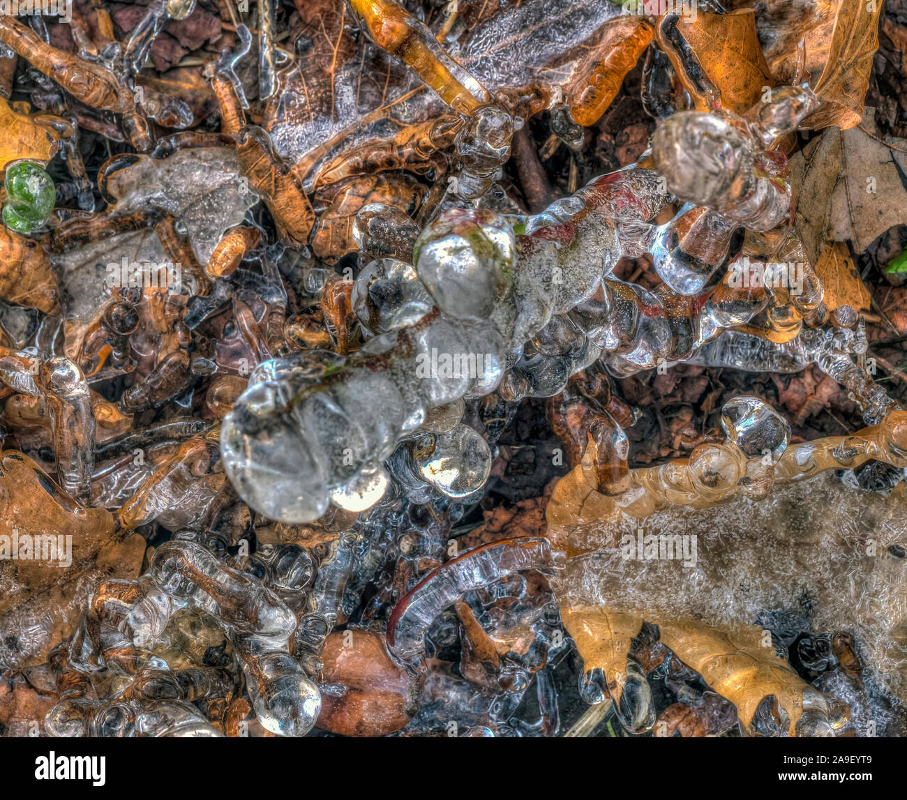Autumn fall foliage in forest frozen in ice from rain Stock Photo - Alamy