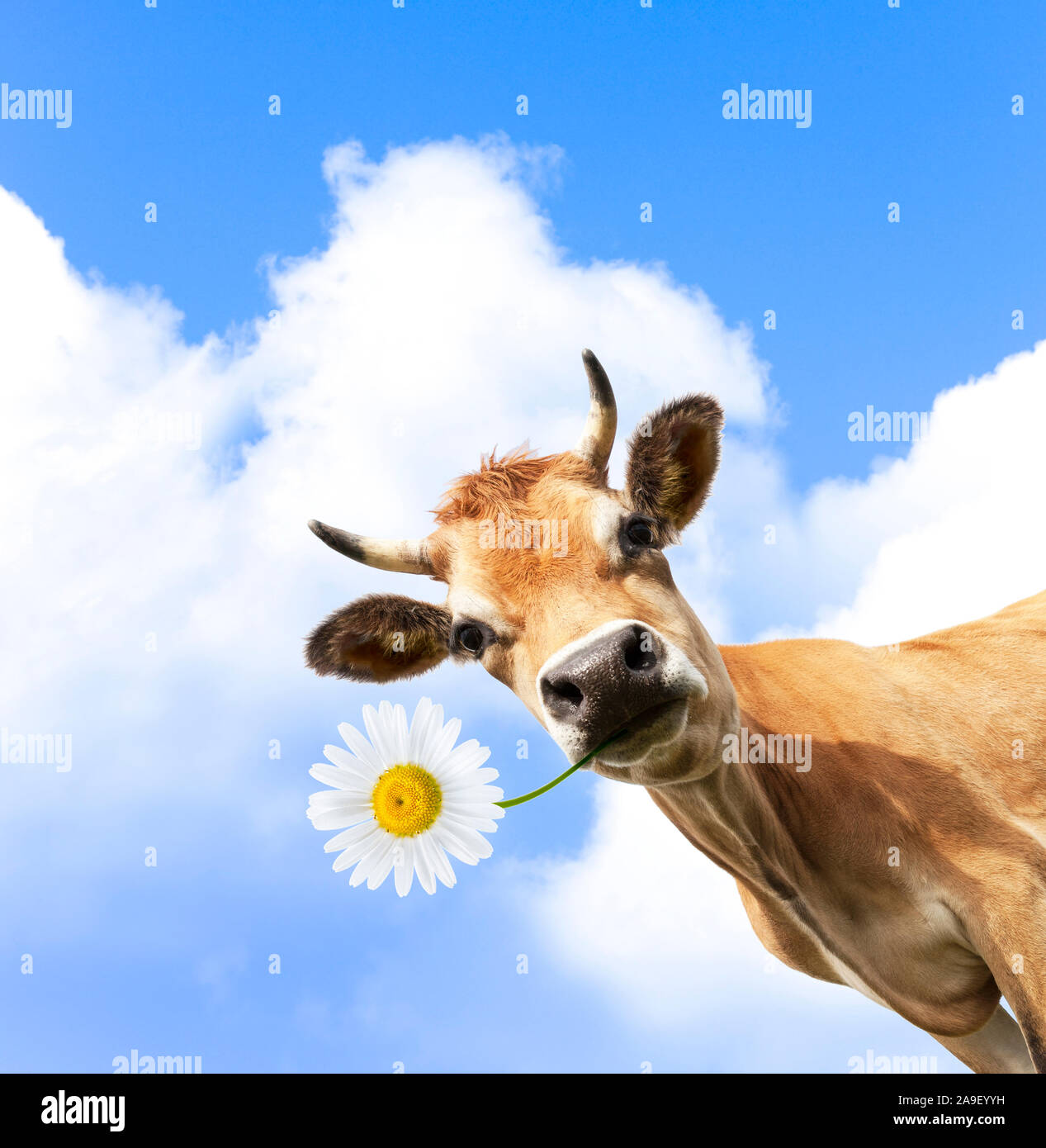 Empty cow paddock hi-res stock photography and images - Alamy