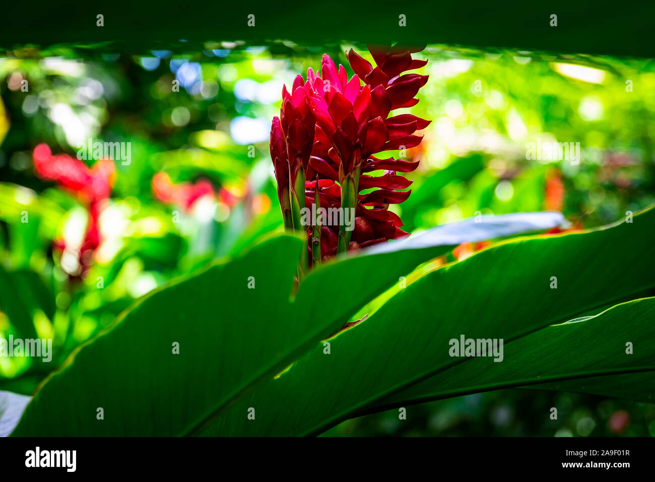 Wonderful flowers in barbados hi-res stock photography and images - Alamy
