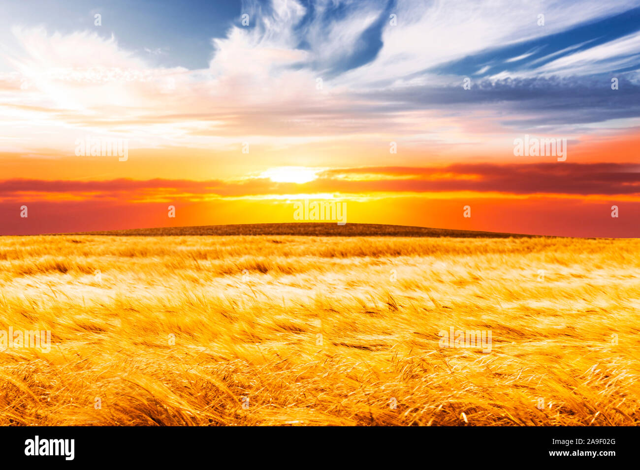 Grain field with sunset Stock Photo - Alamy