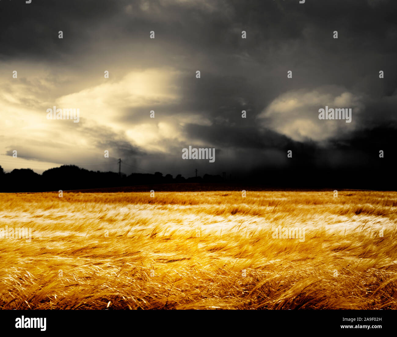 Wind blowing over cornfield hi-res stock photography and images - Alamy