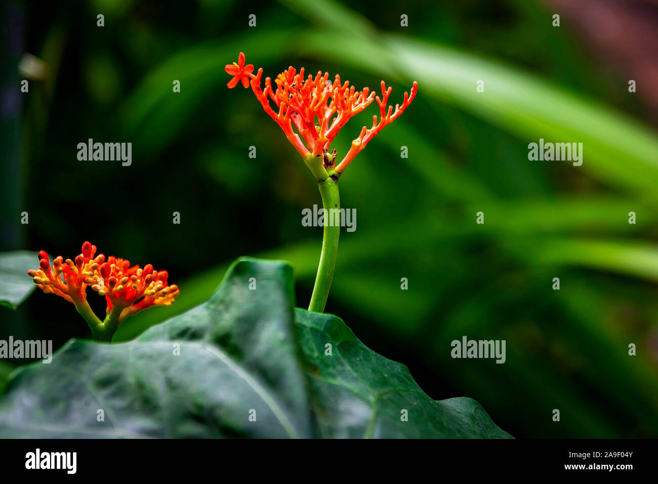 Wonderful flowers in barbados hi-res stock photography and images - Alamy