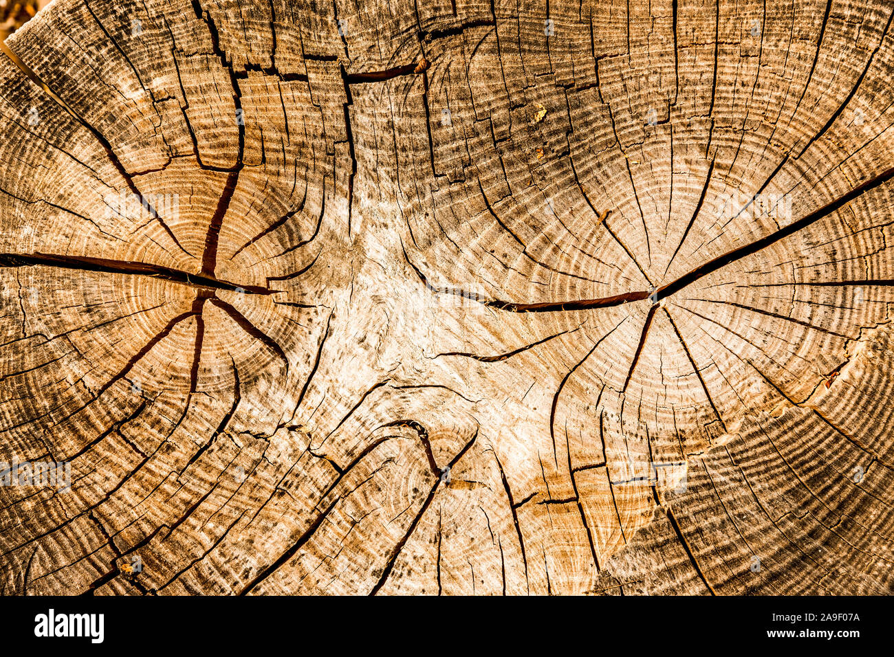 Lumber disc hi-res stock photography and images - Alamy