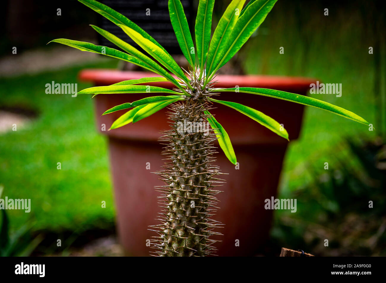 Wonderful flowers in barbados hi-res stock photography and images - Alamy