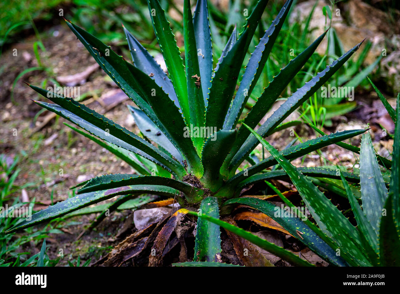 Wonderful flowers in barbados hi-res stock photography and images - Alamy