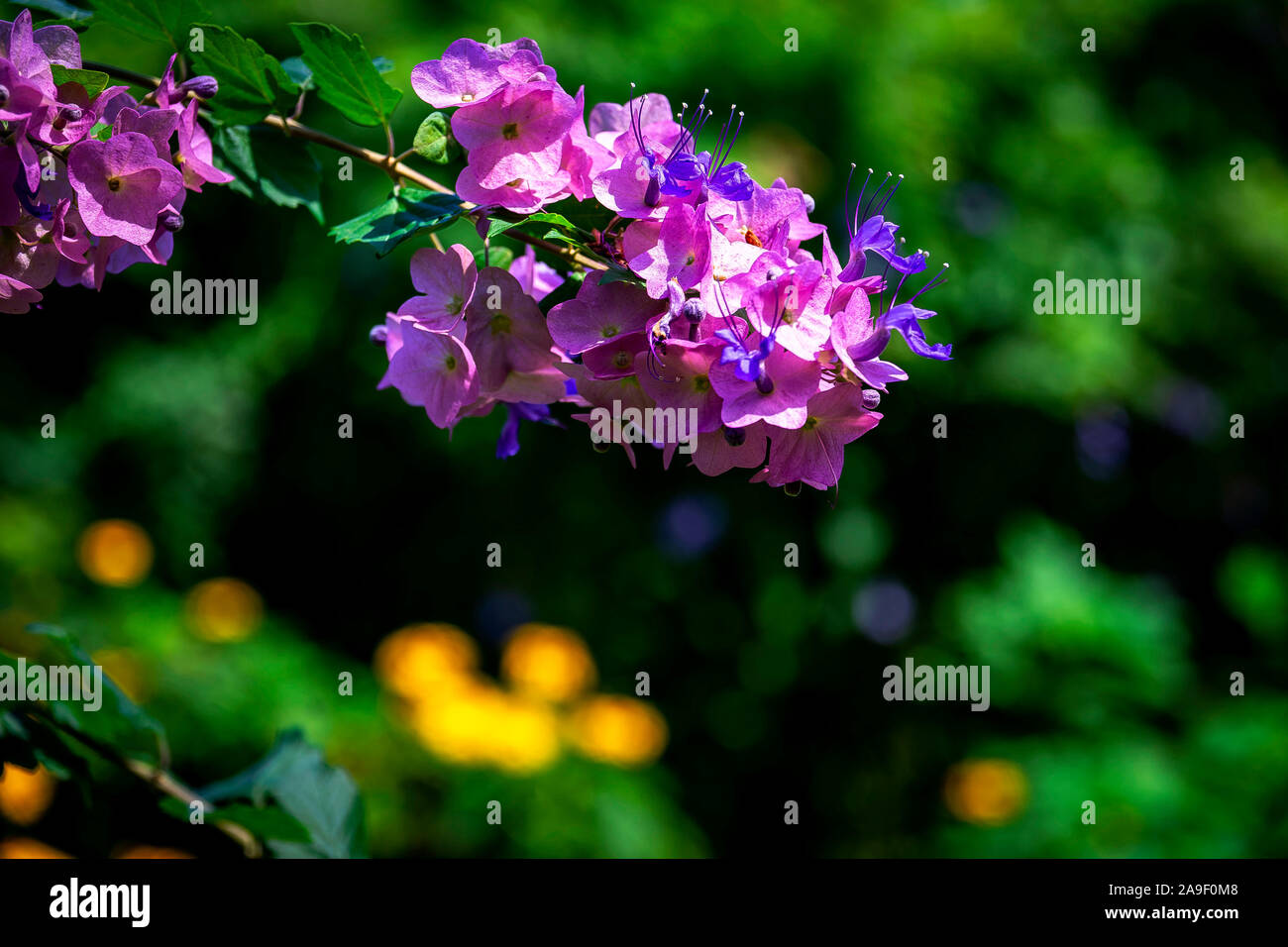 Wonderful flowers in barbados hi-res stock photography and images - Alamy