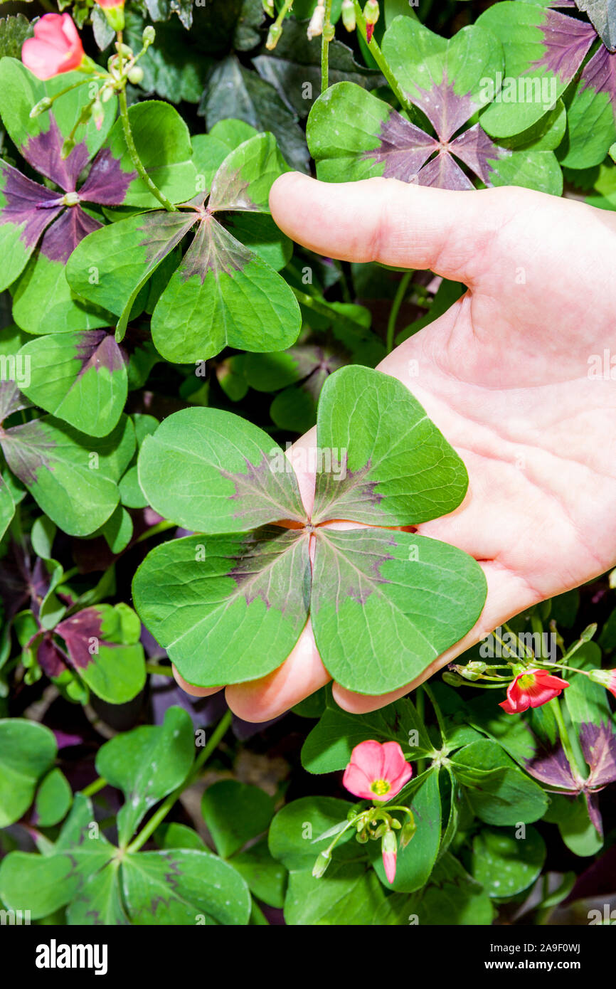 Self Retaining High Resolution Stock Photography and Images - Alamy