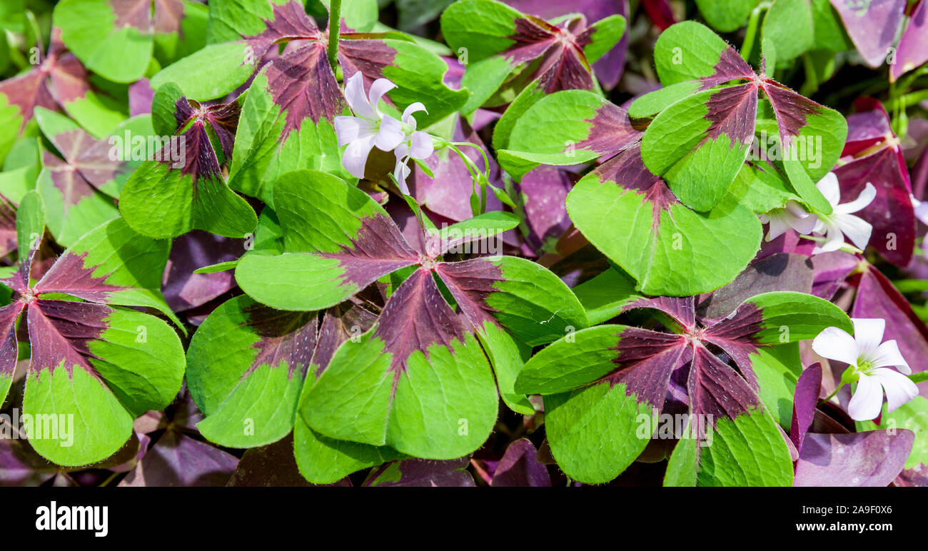 Joyful greenery hi-res stock photography and images - Alamy