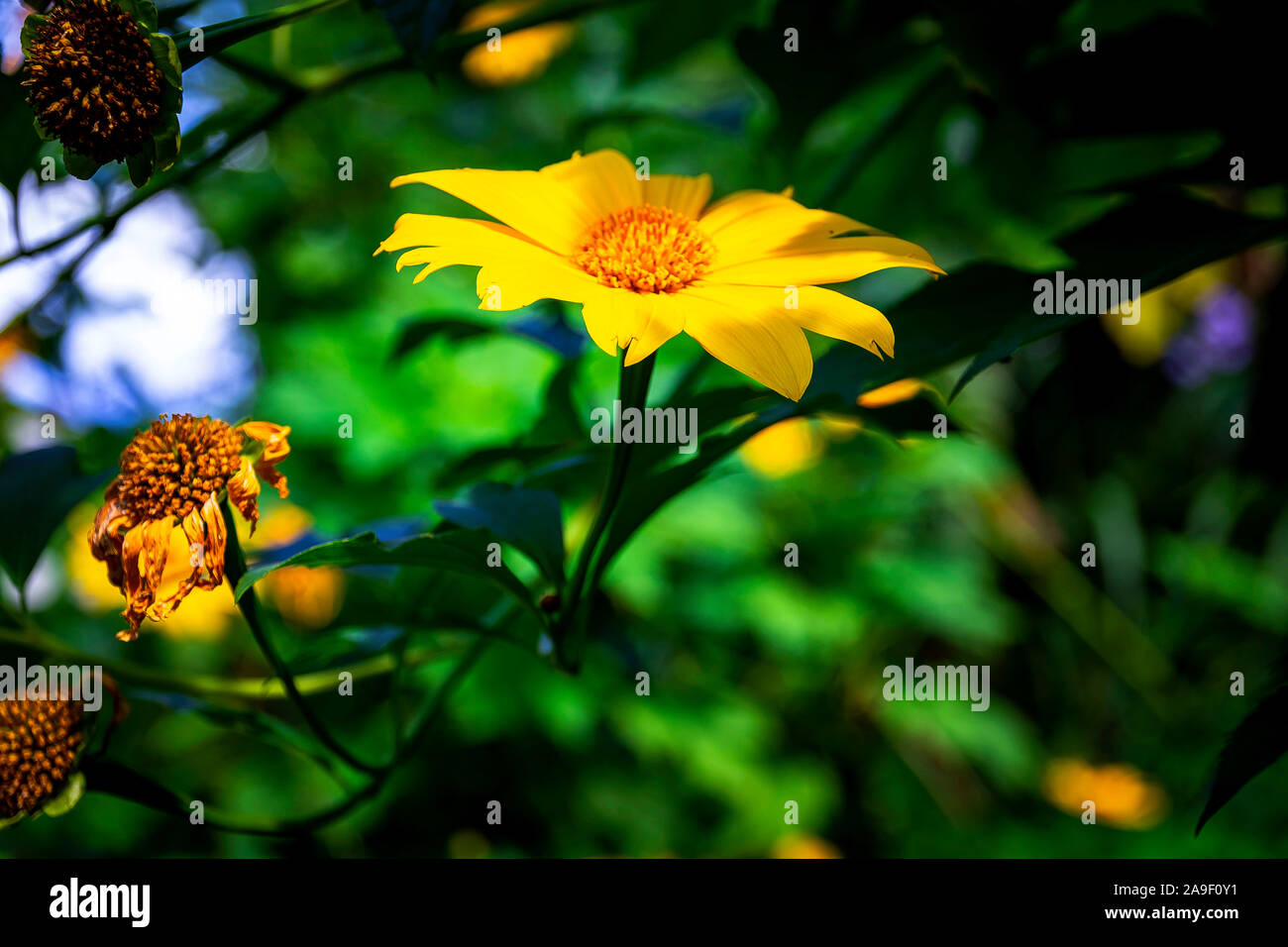 Wonderful flowers in barbados hi-res stock photography and images - Alamy