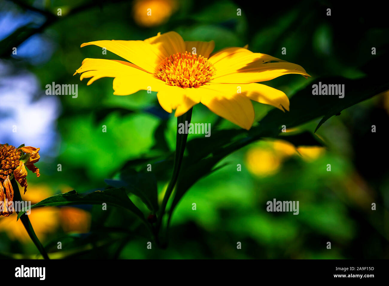 Sunflowers in garder hi-res stock photography and images - Alamy