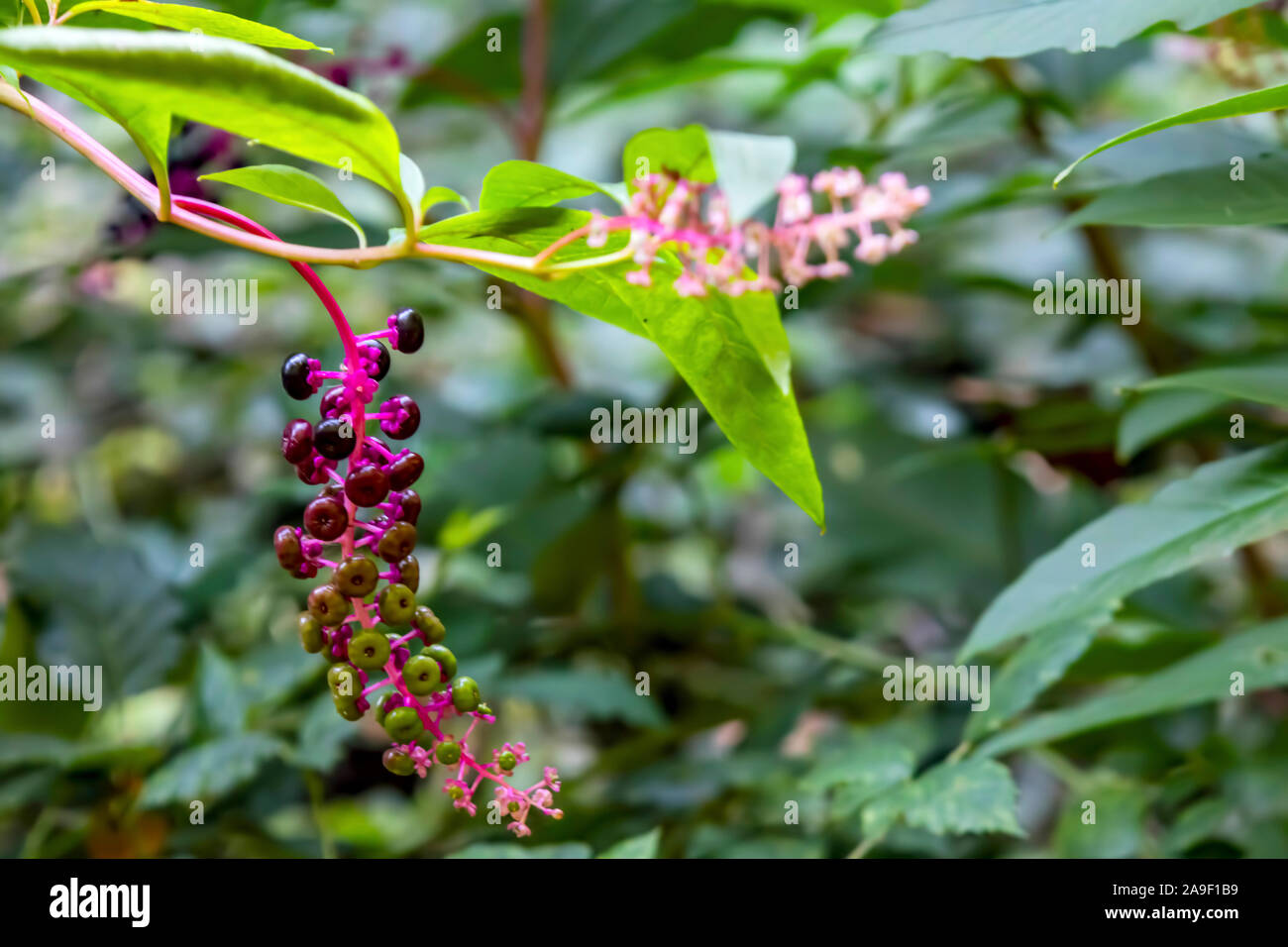Pokeweeds hi-res stock photography and images - Alamy