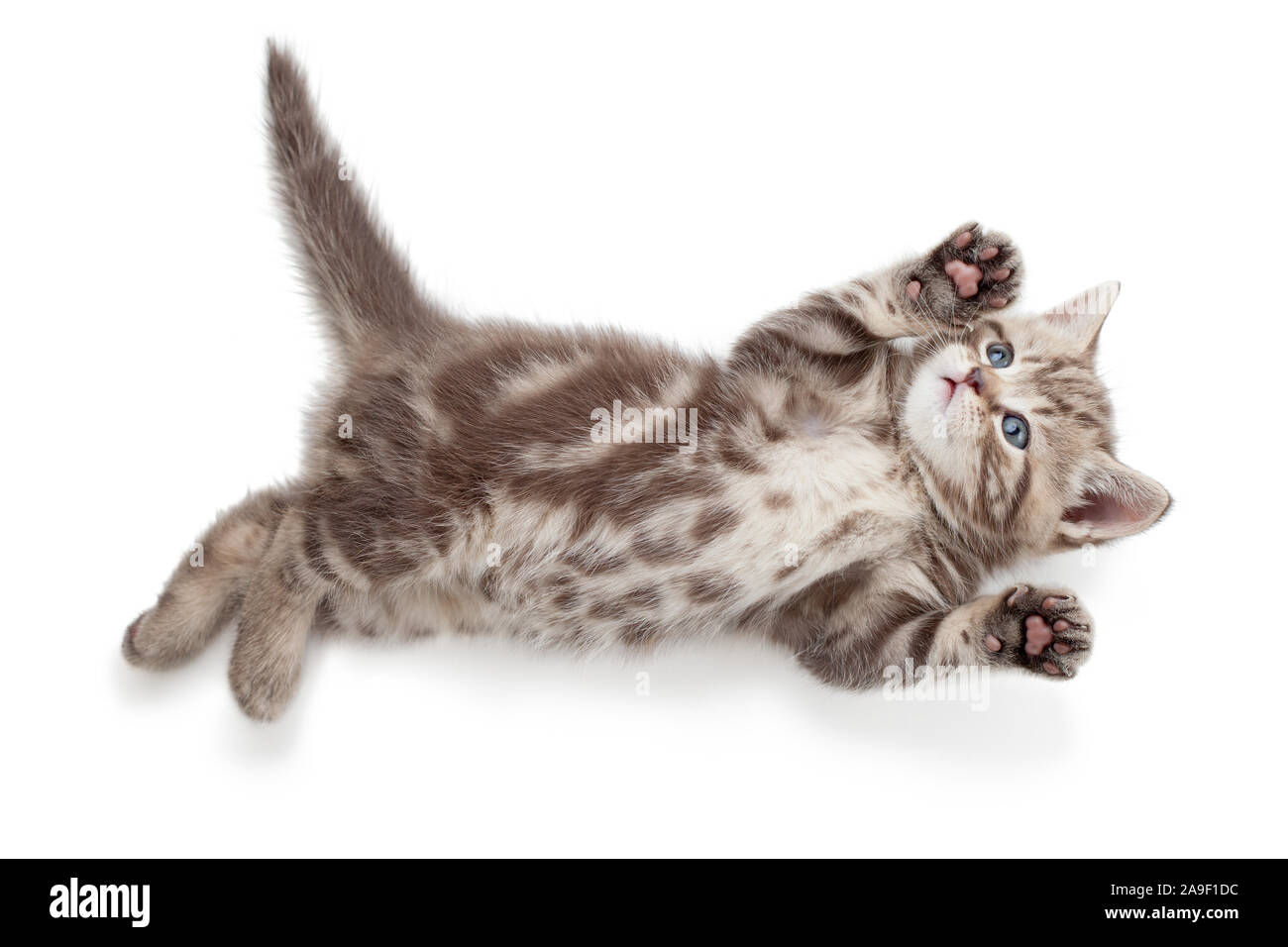 Funny cat mouth open Cut Out Stock Images & Pictures - Alamy