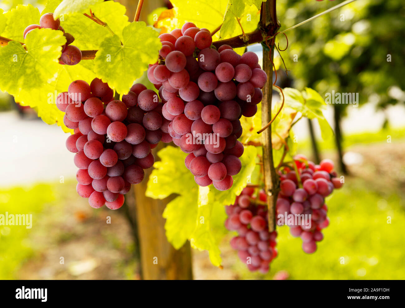 Ruby grapes hi-res stock photography and images - Alamy