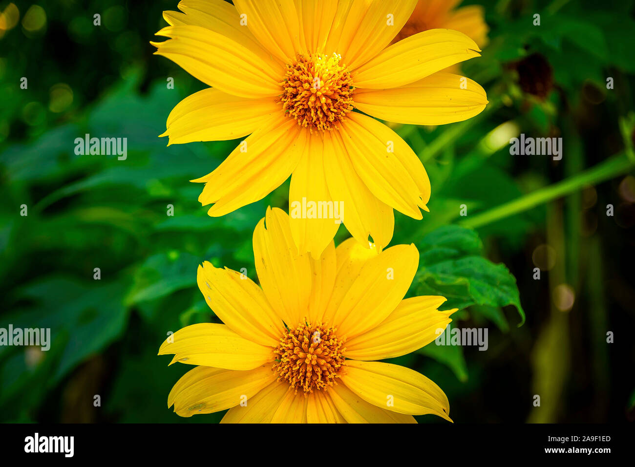 Wonderful flowers in barbados hi-res stock photography and images - Alamy