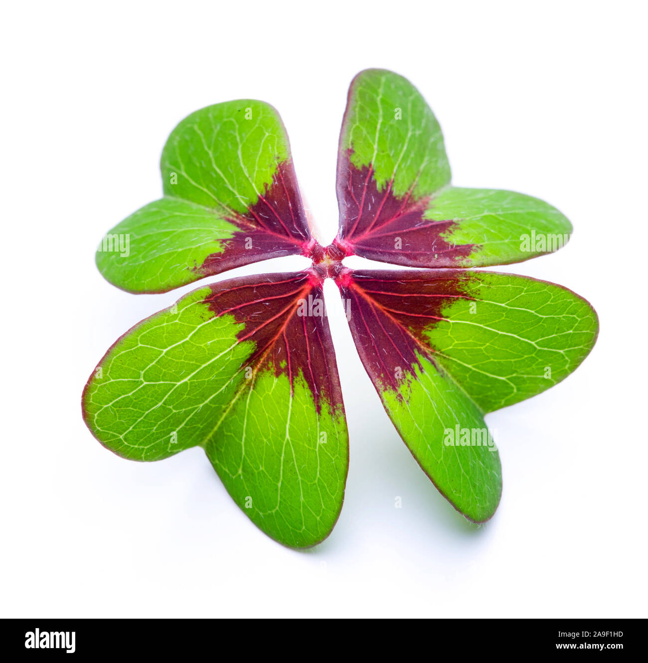 Lucky clover cut out hi-res stock photography and images - Alamy