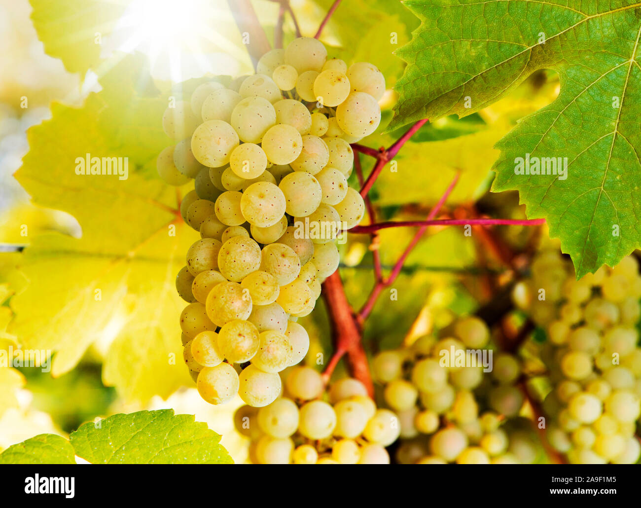 Vines complete hi-res stock photography and images - Alamy