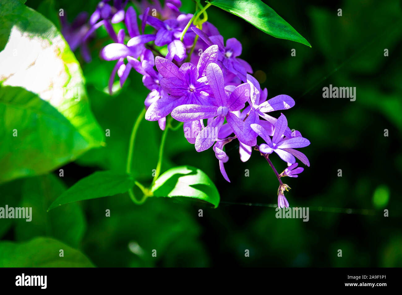 Wonderful flowers in barbados hi-res stock photography and images - Alamy