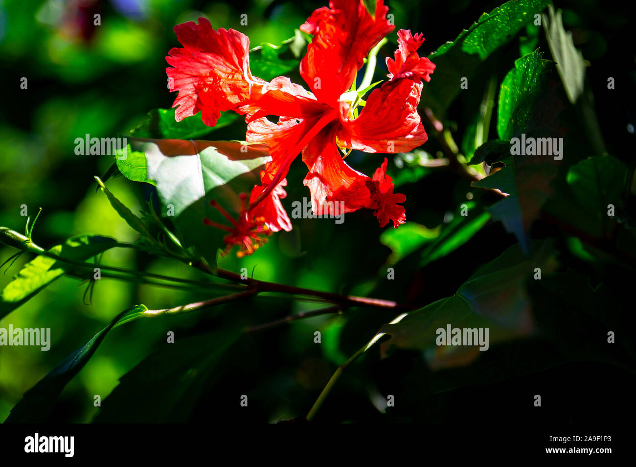 Wonderful flowers in barbados hi-res stock photography and images - Alamy