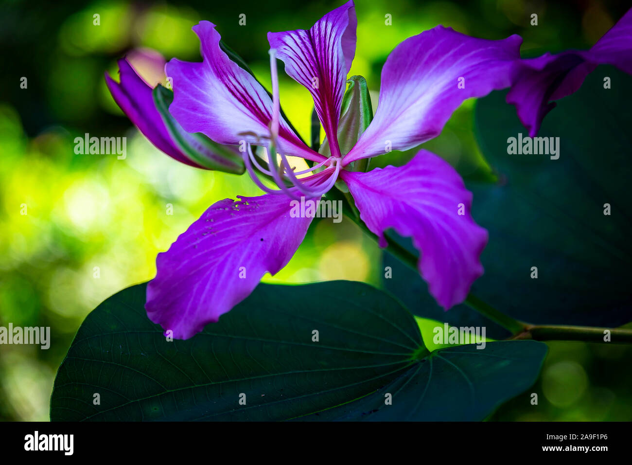 Wonderful flowers in barbados hi-res stock photography and images - Alamy