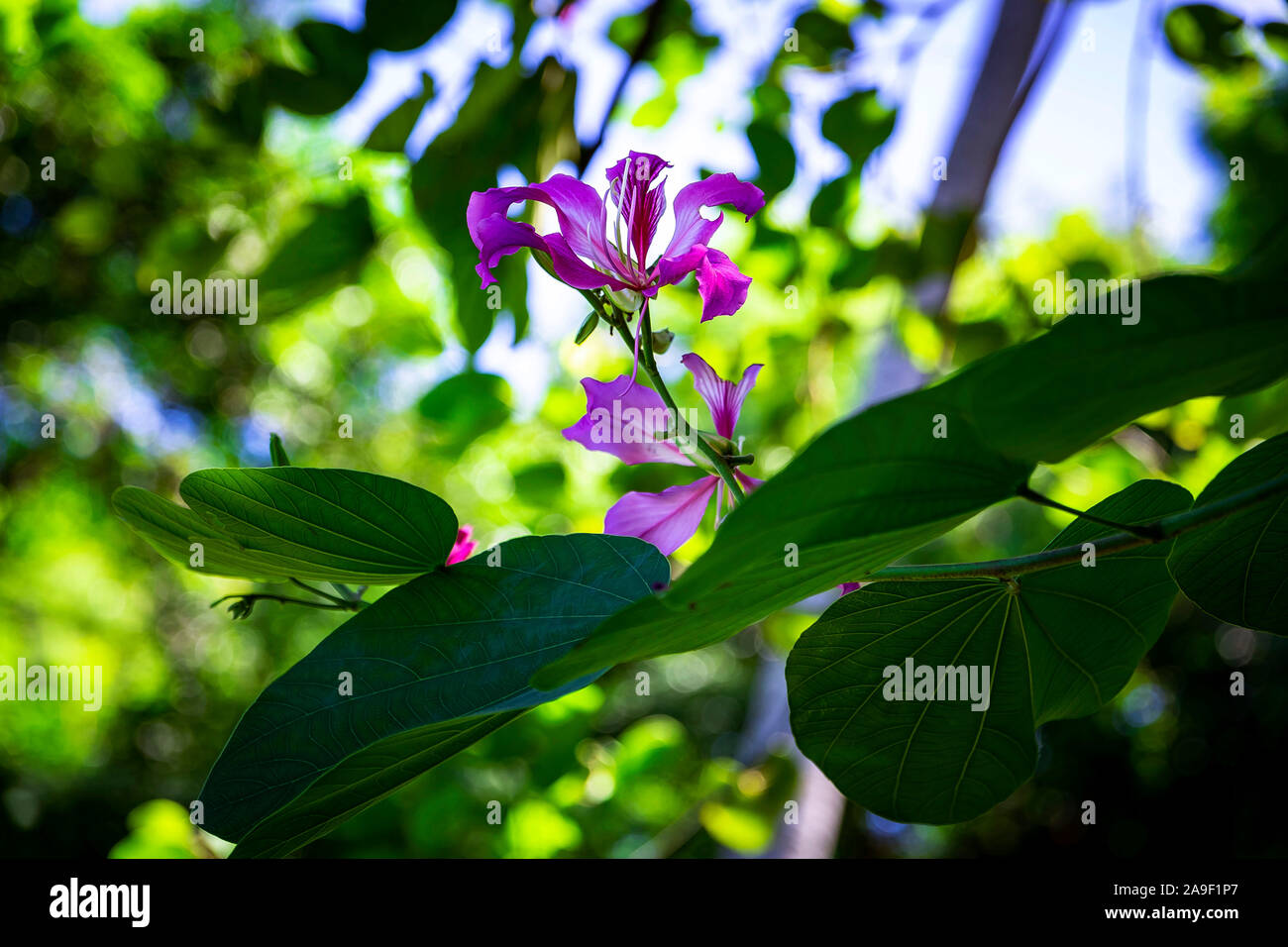 Wonderful flowers in barbados hi-res stock photography and images - Alamy