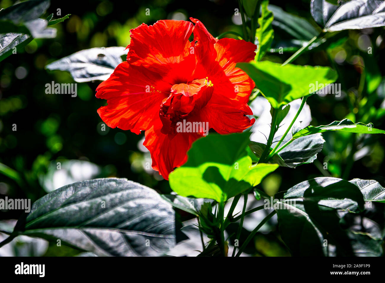 Wonderful flowers in barbados hi-res stock photography and images - Alamy