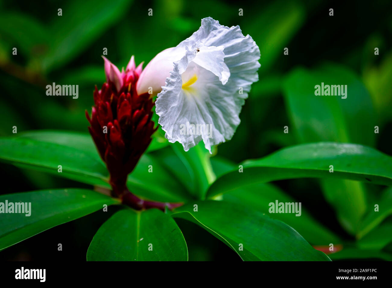 Wonderful flowers in barbados hi-res stock photography and images - Alamy