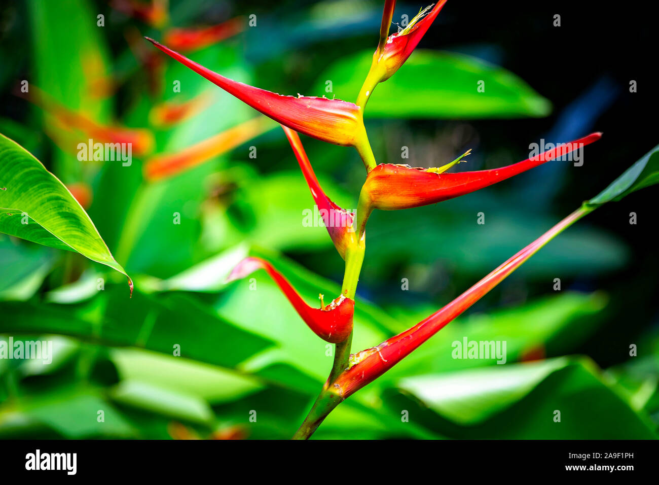 Wonderful flowers in barbados hi-res stock photography and images - Alamy