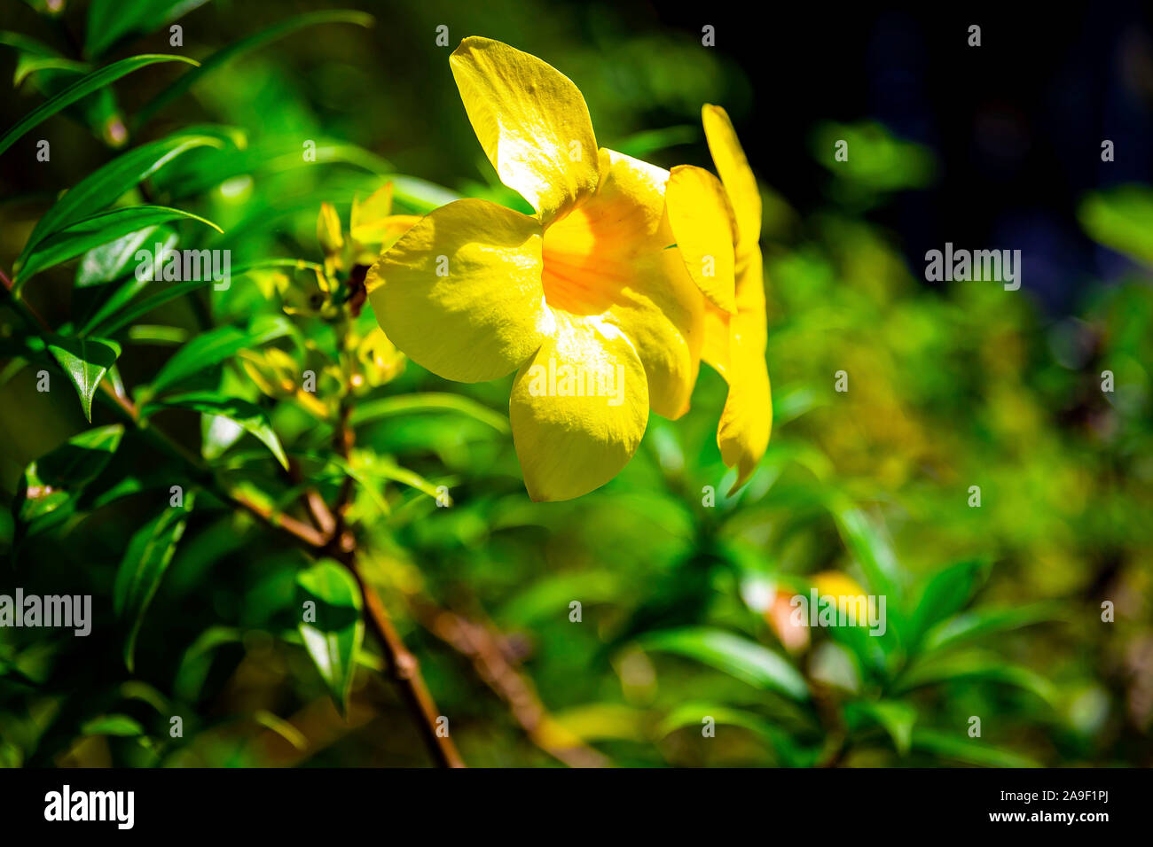 Wonderful flowers in barbados hi-res stock photography and images - Alamy