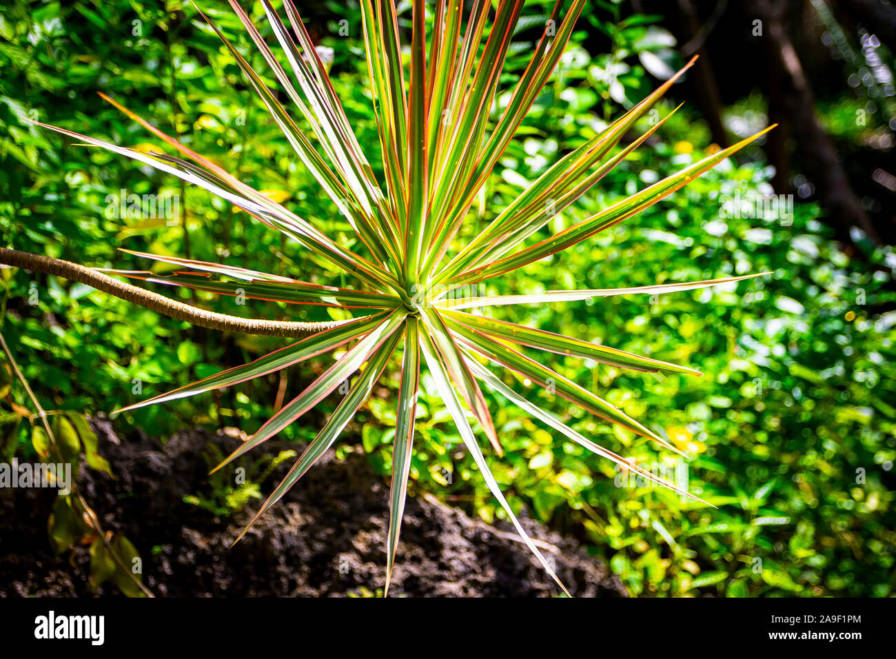 Wonderful flowers in barbados hi-res stock photography and images - Alamy