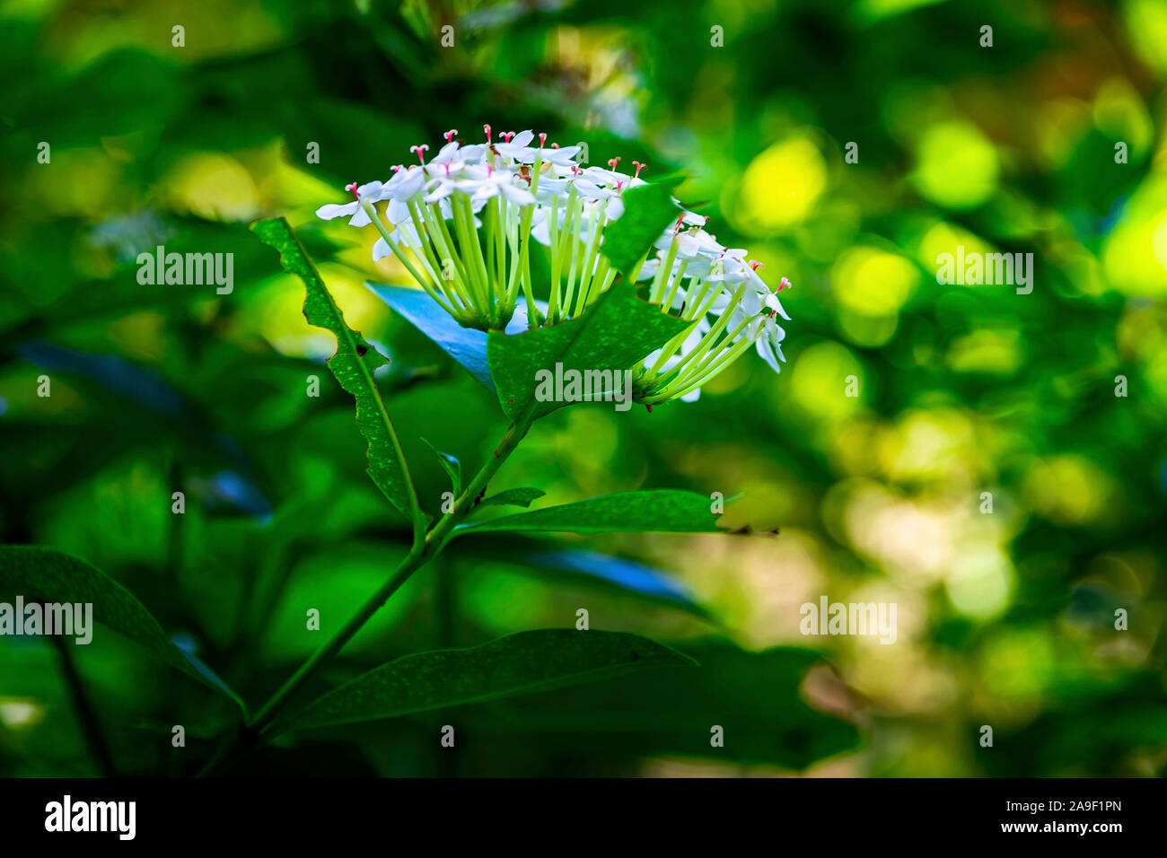 Wonderful flowers in barbados hi-res stock photography and images - Alamy
