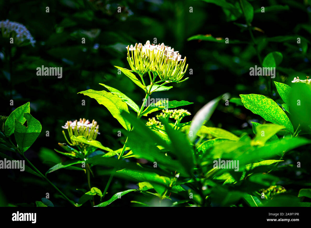 Sunflowers in garder hi-res stock photography and images - Alamy