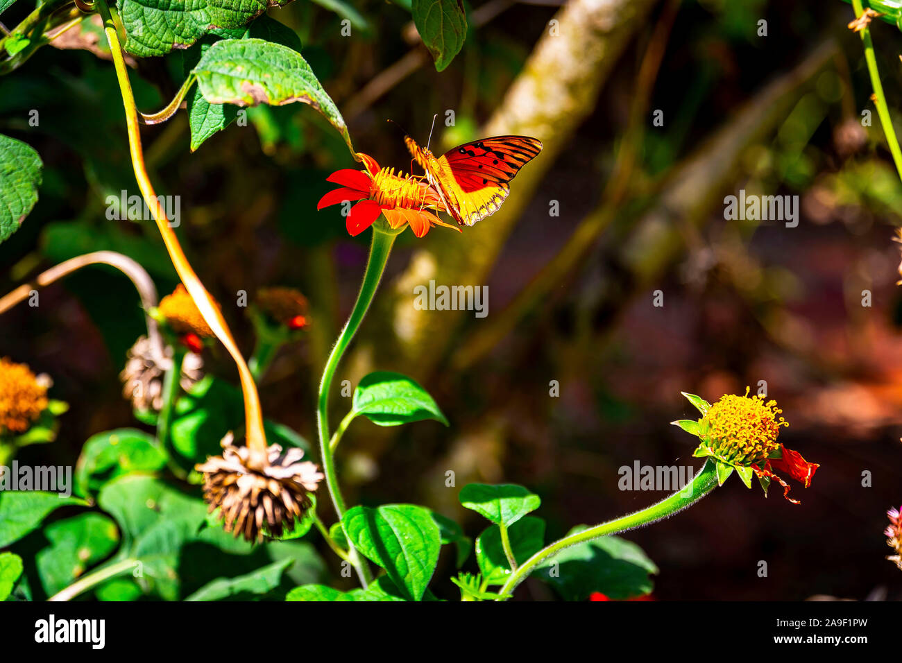 Wonderful flowers in barbados hi-res stock photography and images - Alamy