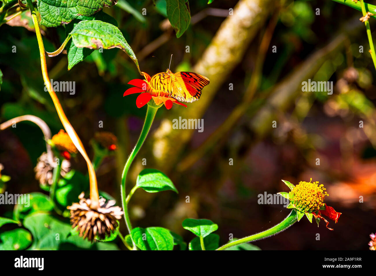 Wonderful flowers in barbados hi-res stock photography and images - Alamy