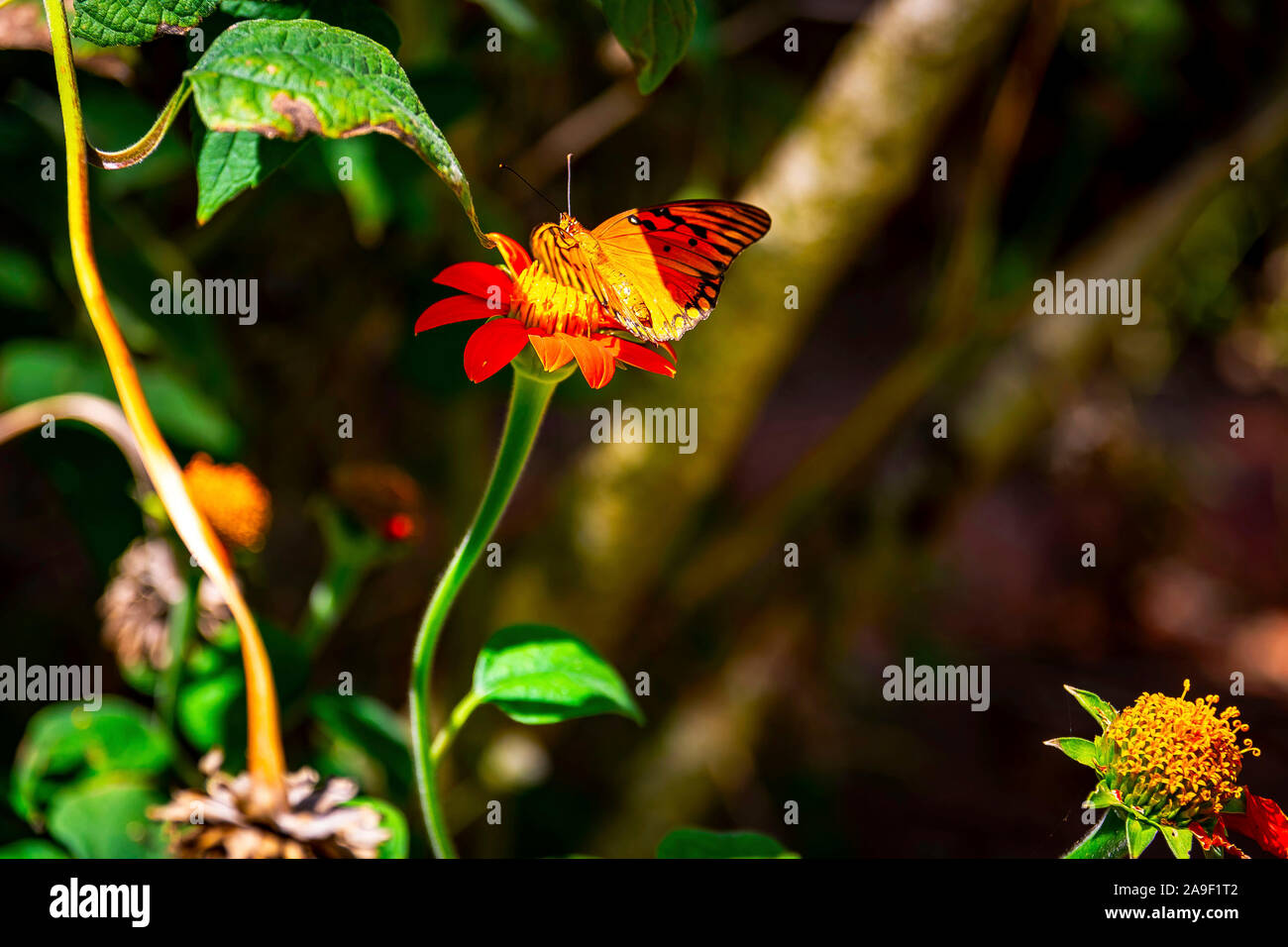 Wonderful flowers in barbados hi-res stock photography and images - Alamy