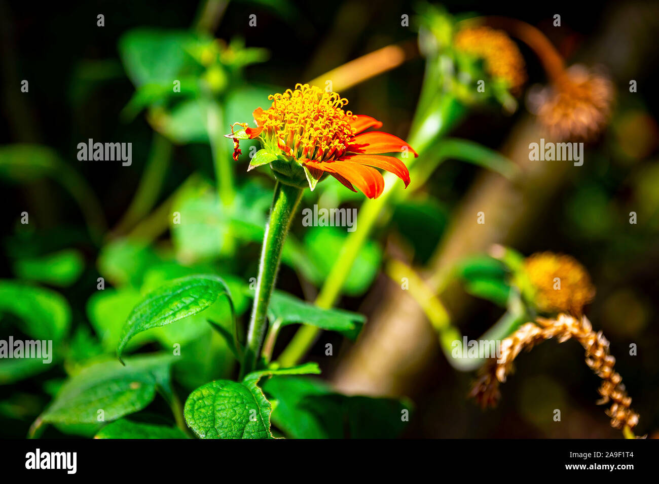 Wonderful flowers in barbados hi-res stock photography and images - Alamy