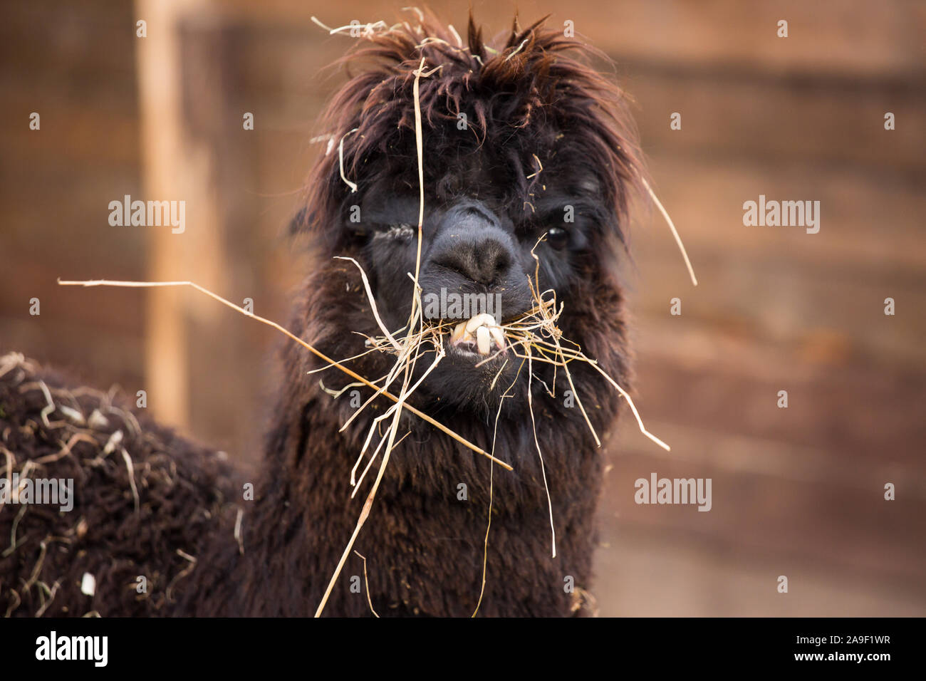 Closeup portrait of an adorable cute black curly shagged male alpaca ...